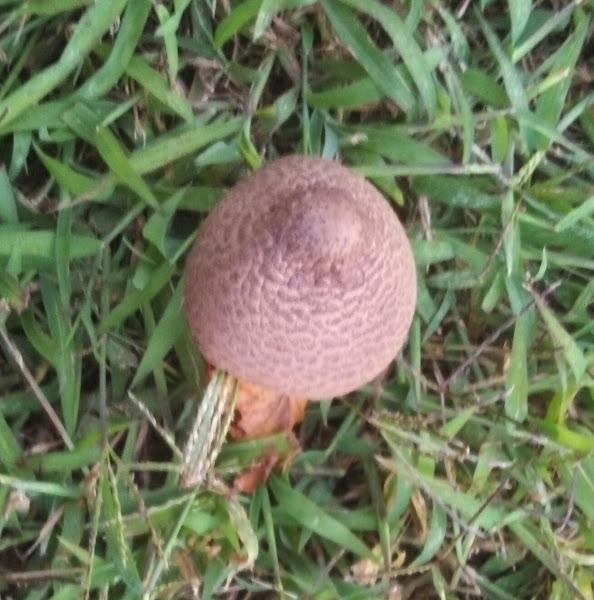 Parasol Mushroom | Project Noah