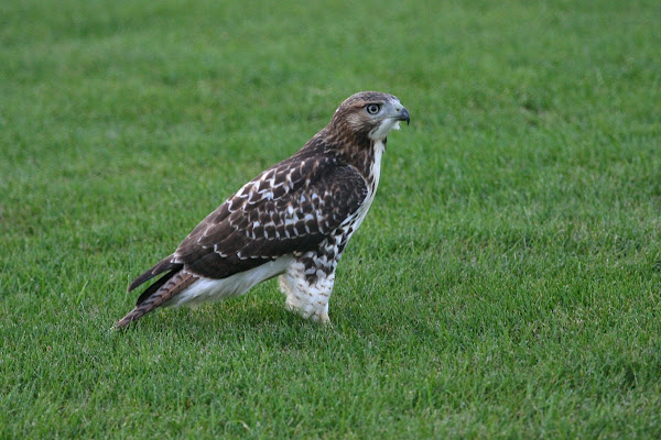 Red-tailed Hawk | Project Noah