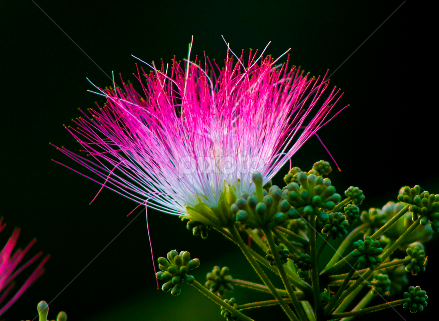 Rodgers Flower | Best Flower Site