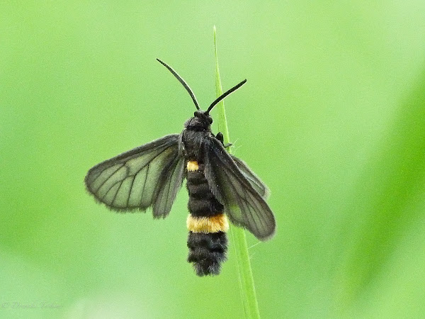 Clearwing Moth | Project Noah