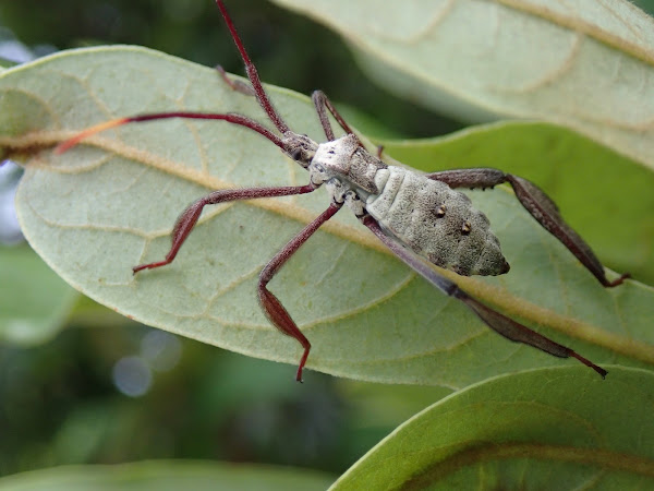 Florida Leaf-Footed Bug | Project Noah