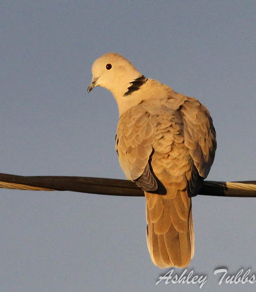 Eurasian Collared Dove | Project Noah
