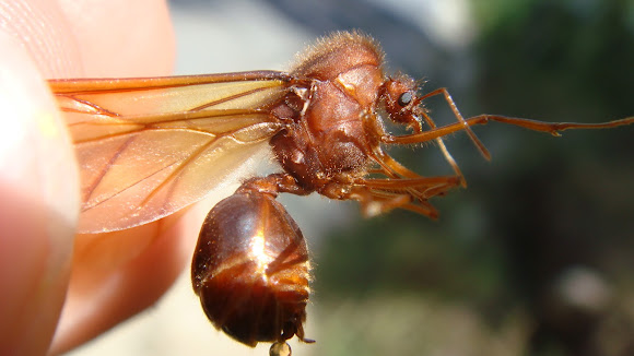 Chicatana | Project Noah