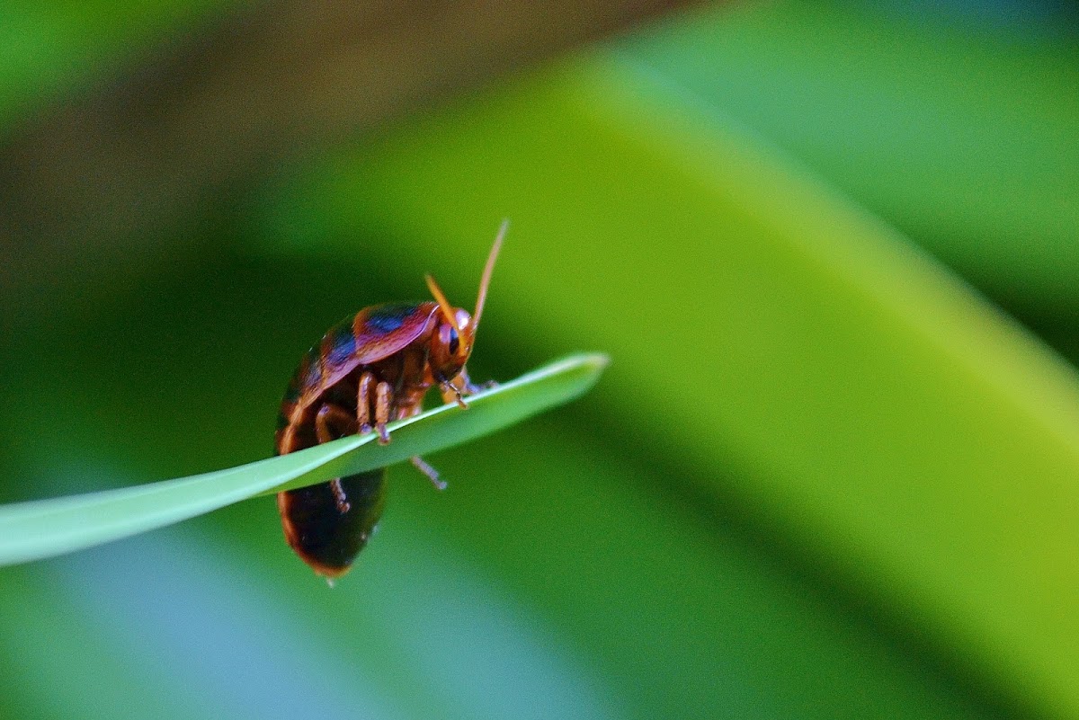 Table Mountain Cockroach | Project Noah