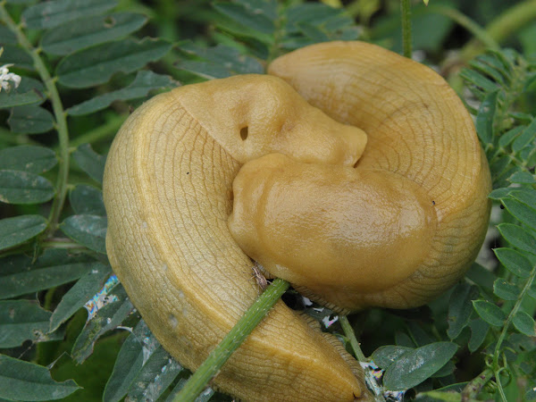 banana slugs:mating | Project Noah