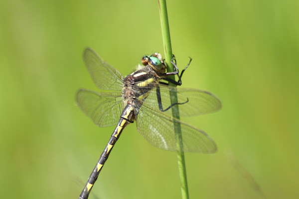 Dragonfly | Project Noah