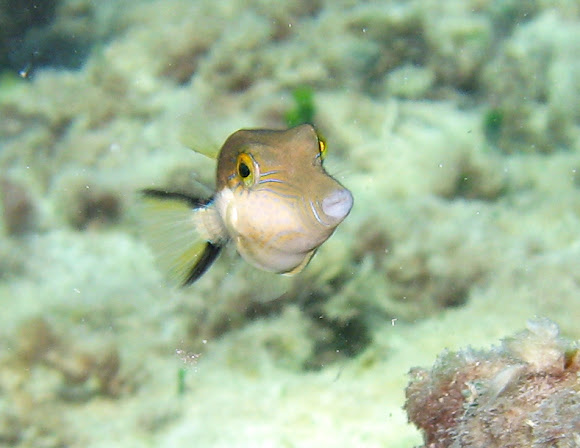 Caribbean Sharpnose Puffer | Project Noah