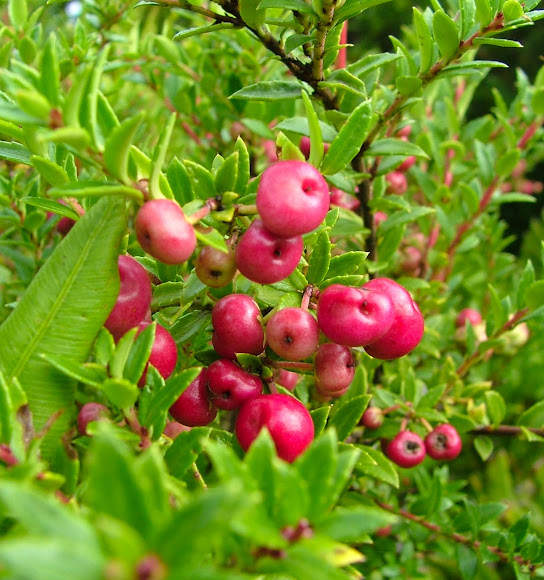 Chaura | Project Noah