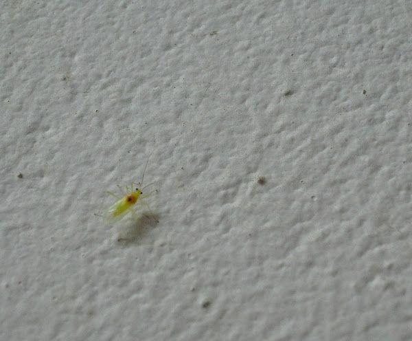 Yellow Mirid Bug | Project Noah