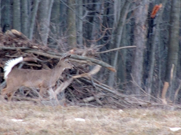 White-tailed Deer | Project Noah