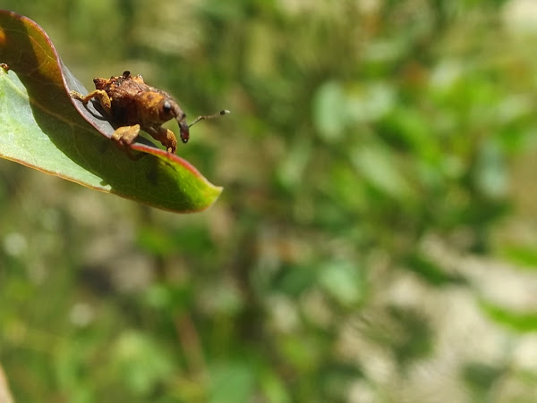 Elephant weevil | Project Noah