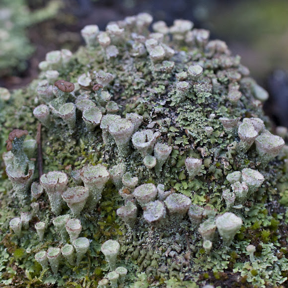false pixie cup lichen | Project Noah