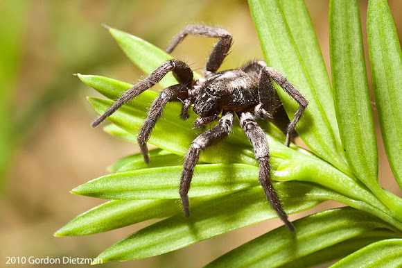 Parson Spider | Project Noah