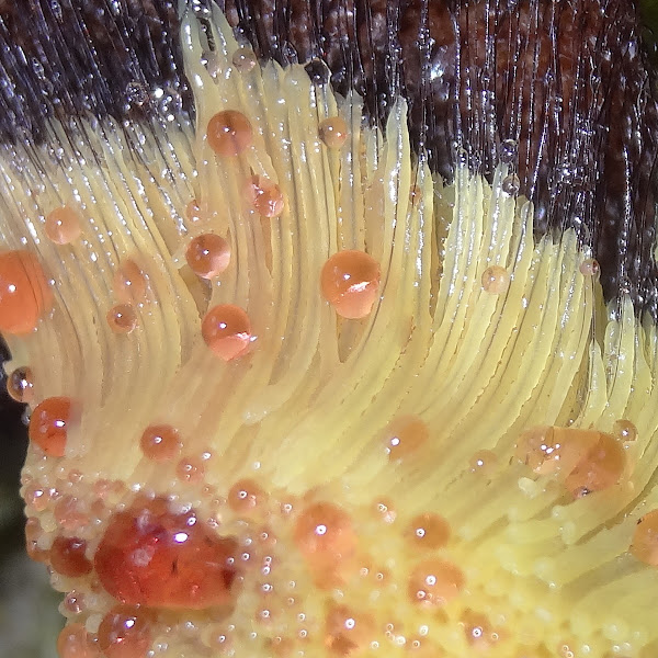 Bleeding Stemonitis flavogenita? | Project Noah