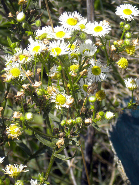 Fleabane | Project Noah