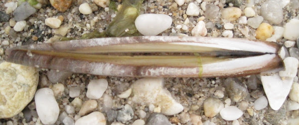 Common Razor Clam | Project Noah