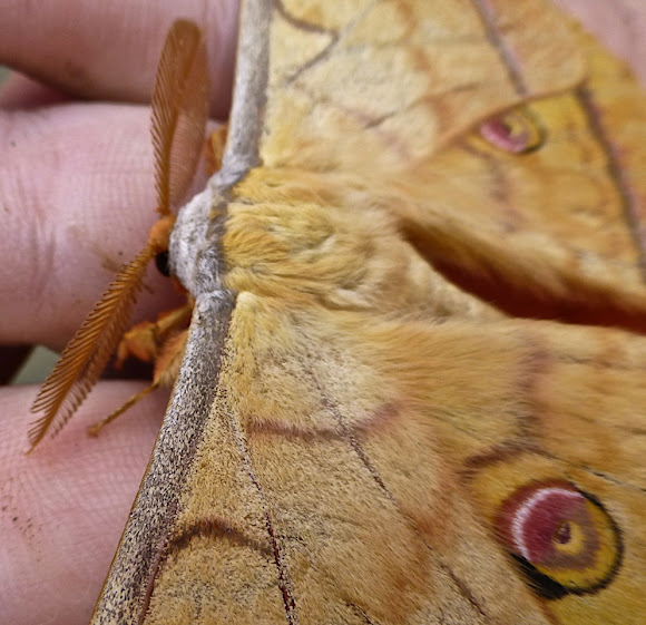 Japanese Silk Moth | Project Noah
