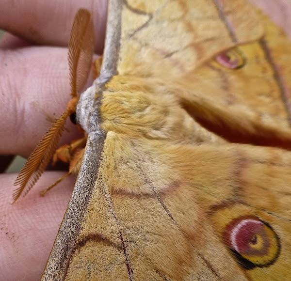 Japanese Silk Moth | Project Noah