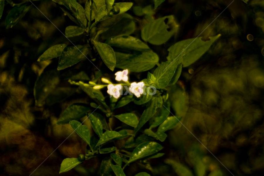 Paling Populer 21+ Gambar Bunga Jeruk Purut - Gambar Bunga Indah