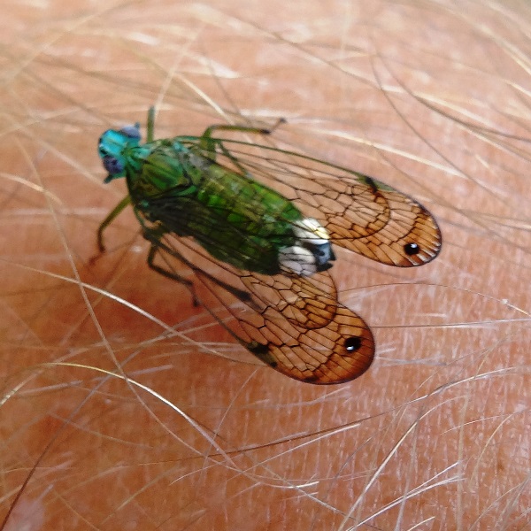 Palm Planthopper | Project Noah