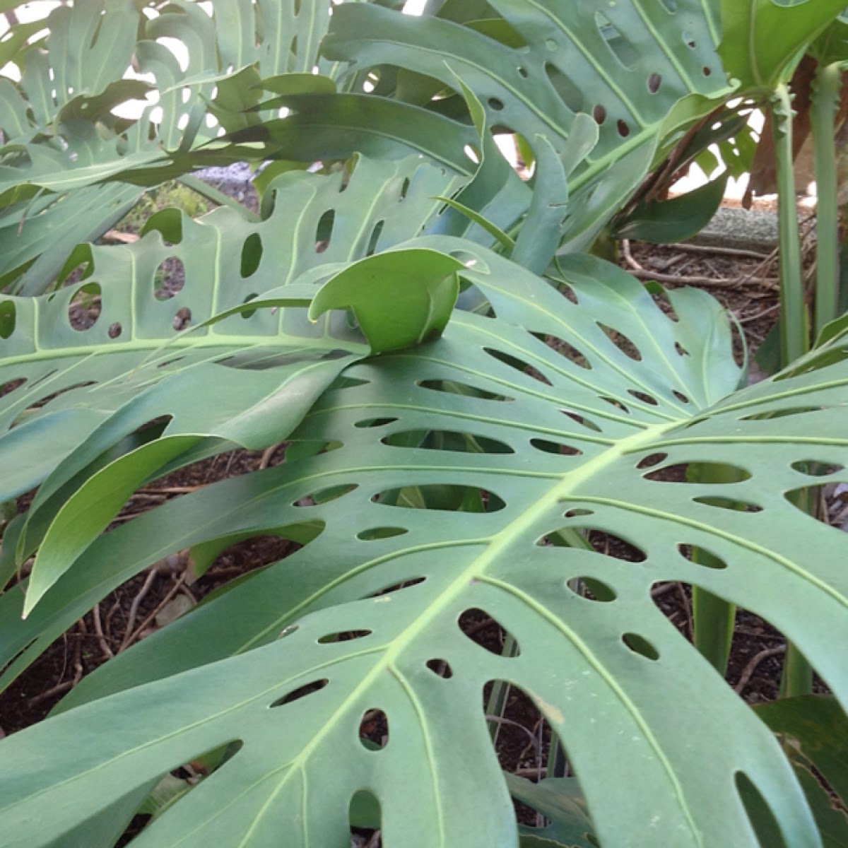 Mexican Breadfruit | Project Noah
