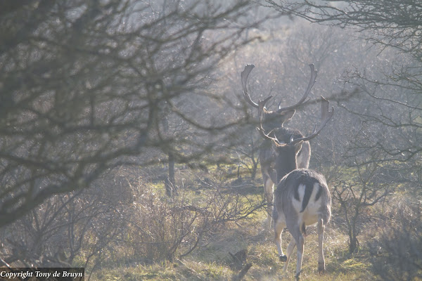 Fallow Deer | Project Noah