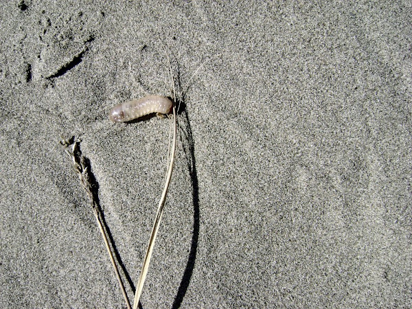 Beetle larva on the beach | Project Noah