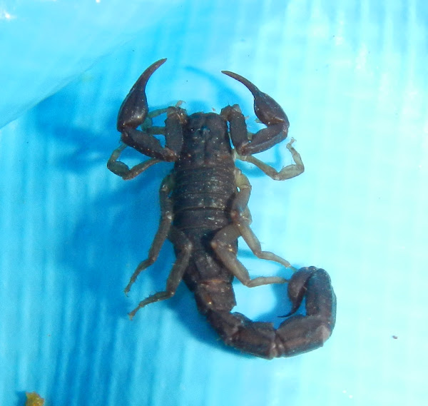 Southern Unstriped Scorpion | Project Noah