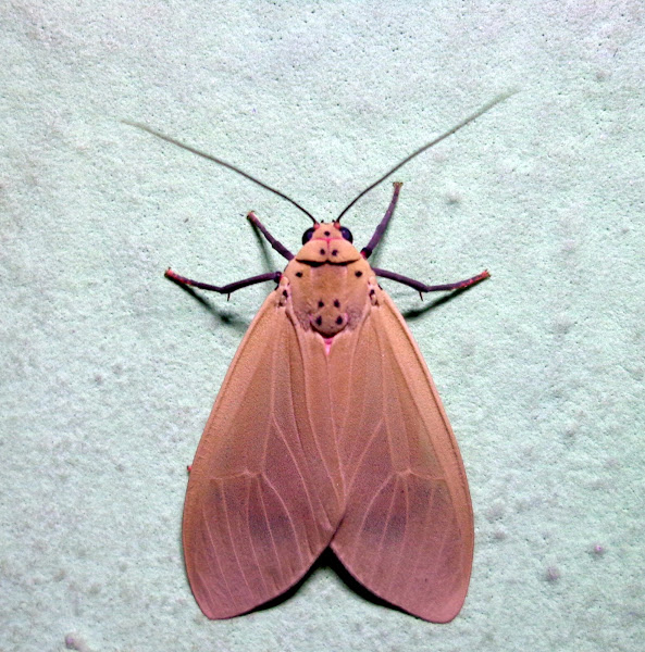 Arctiid moth | Project Noah