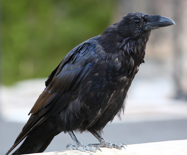 Raven | Project Noah