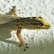 Yellow-headed Dwarf Gecko | Project Noah