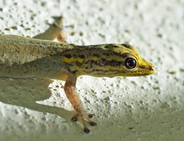 Yellow-headed Dwarf Gecko | Project Noah