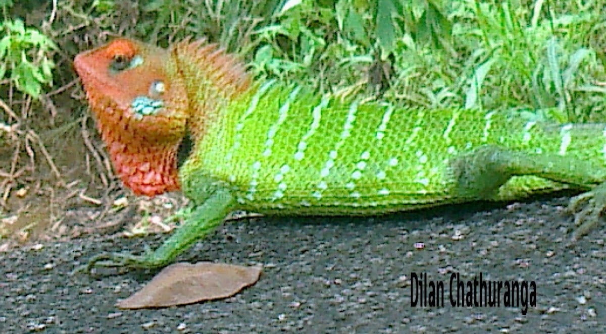 Green forest lizard | Project Noah