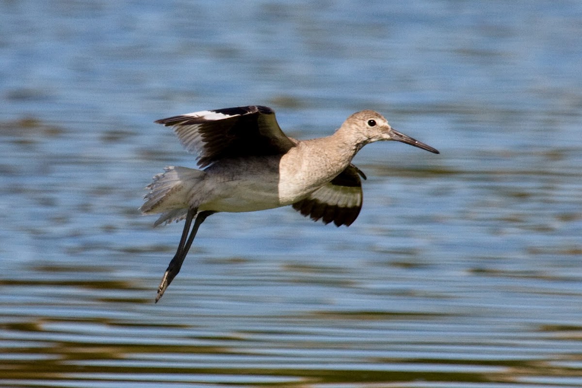 Willet | Project Noah