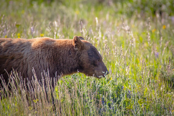 Grizzly Bear | Project Noah