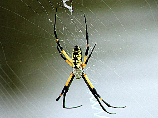 Yellow Garden a.k.a Spider Corn Spider | Project Noah