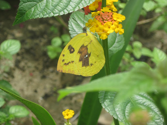 The Common Emigrant or Lemon Emigrant | Project Noah