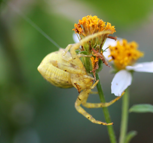 Thomisus labefactus 三角蟹蛛 | Project Noah