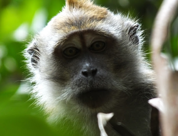 Longtail Macaque | Project Noah