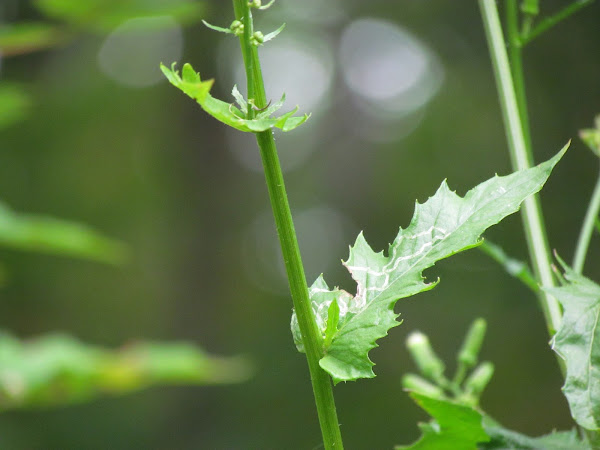 American Burnweed | Project Noah