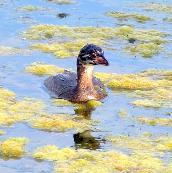 Pied Billed Grebe Chick | Project Noah