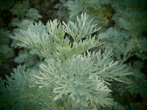 Powis Castle, Silver Sage | Project Noah