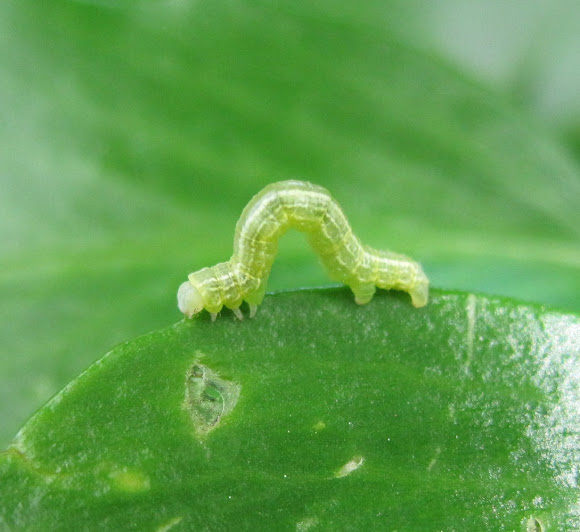 Fall Cankerworm | Project Noah