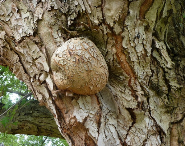 Silver Maple | Project Noah