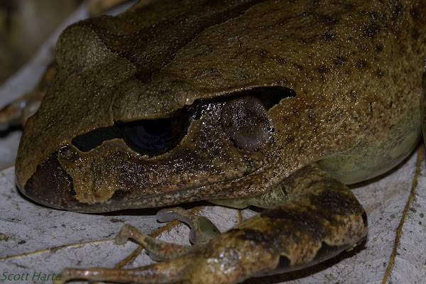 Northern Barred Frog | Project Noah