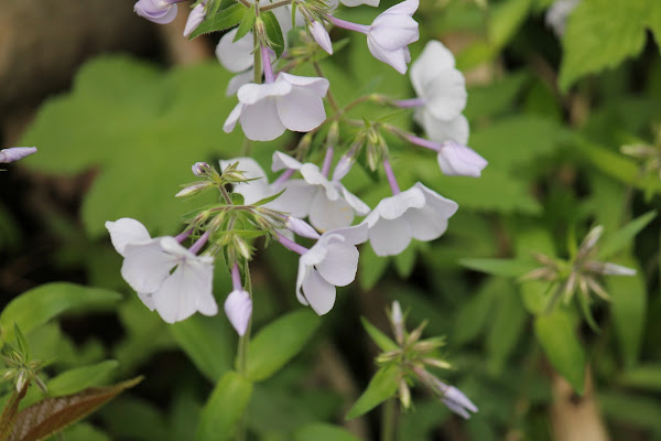 Phlox | Project Noah