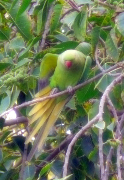 Rose-ringed Parakeet (female) | Project Noah