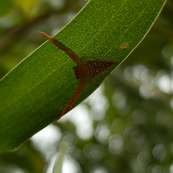 Triangular Spider | Project Noah