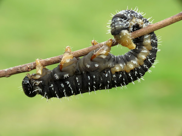 Spitfire Sawfly Larvae | Project Noah