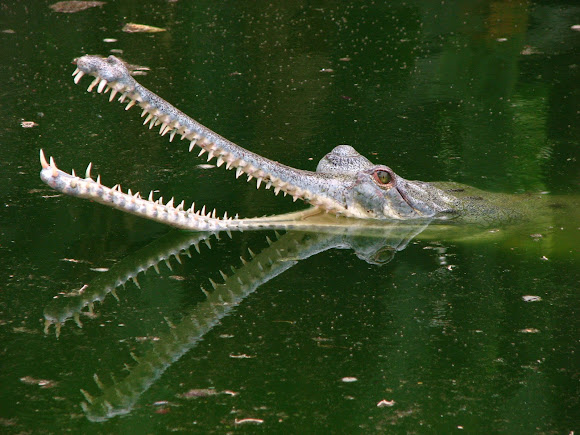 Gharial | Project Noah